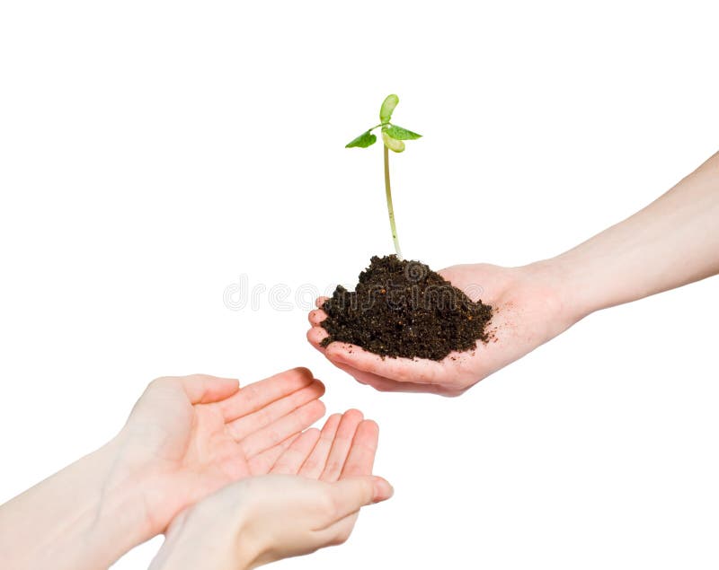Nurtured Plant Held Over Water Stock Photo - Image of nature, expand ...