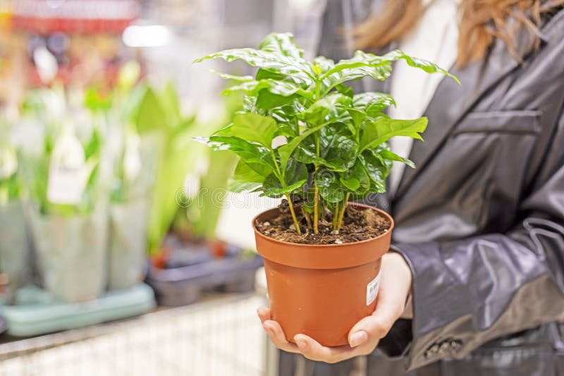 Holding a Pot of Growing Ornamental Pepper Stock Photo - Image of urban ...