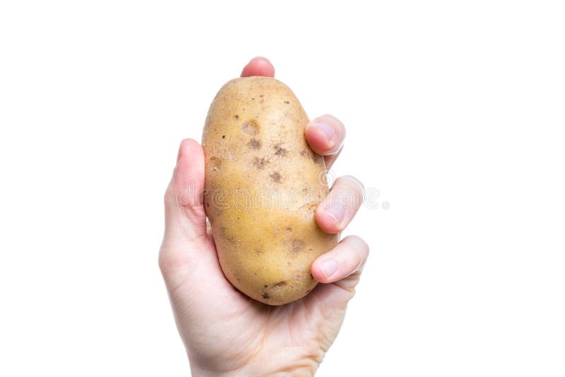 Holding a Potato in the Hand on White Background Stock Image - Image of ...