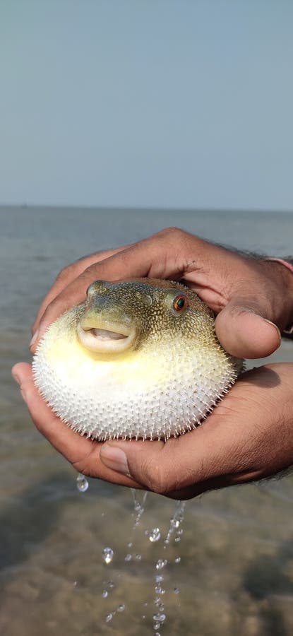 Nose Puffer Stock Photos - Free & Royalty-Free Stock Photos from Dreamstime