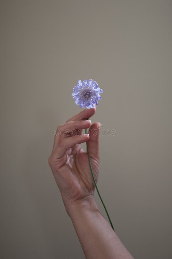 Holding stock photo. Image of feminine, holding, mood - 78034344