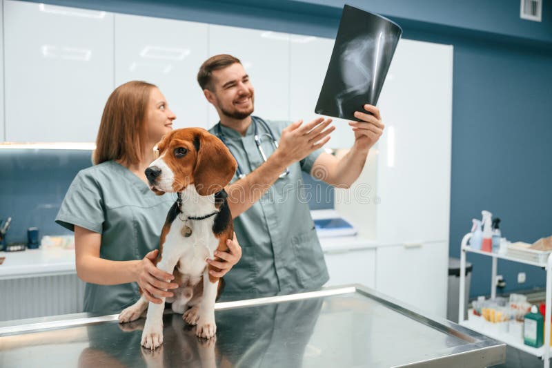 Holding the X-ray. Dog in Veterinary Clinic with Two Doctors Stock ...
