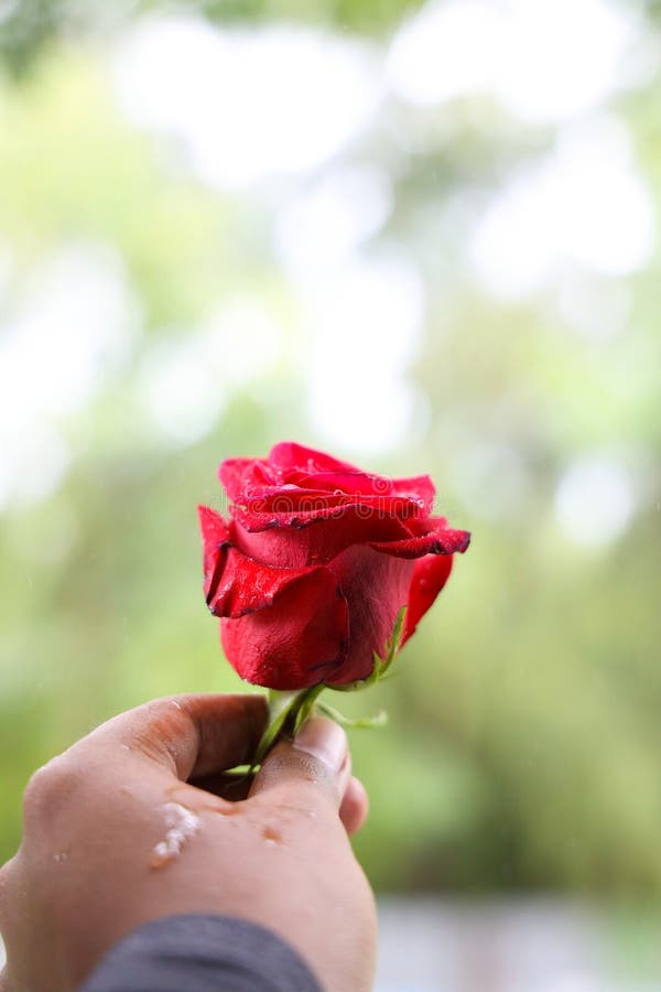 Read rose stock photo. Image of beautiful, girl, love - 56045474