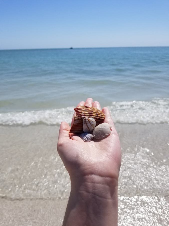 Seashells at the beach stock image. Image of seashells - 113674543