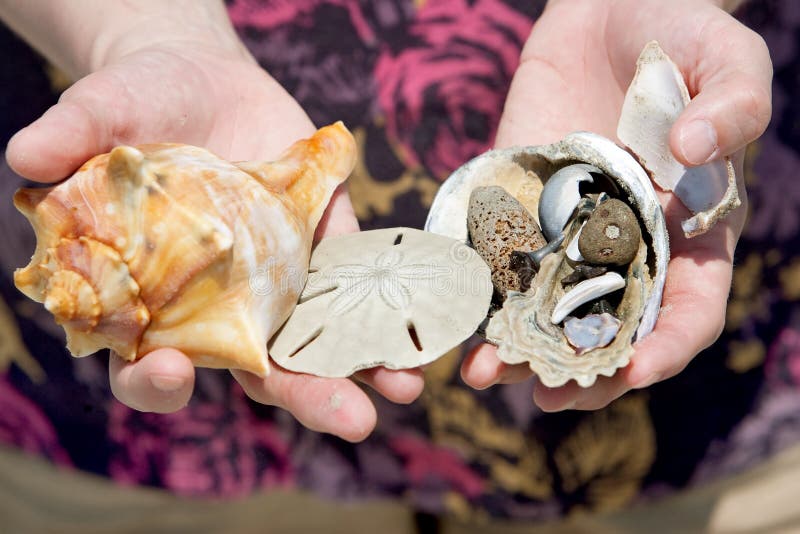 Holding shells stock image. Image of marine, sanddollar - 15463703