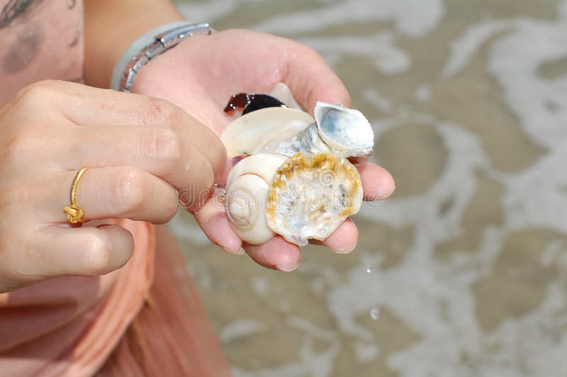 Holding shells stock image. Image of girl, hand, relaxation - 47182497