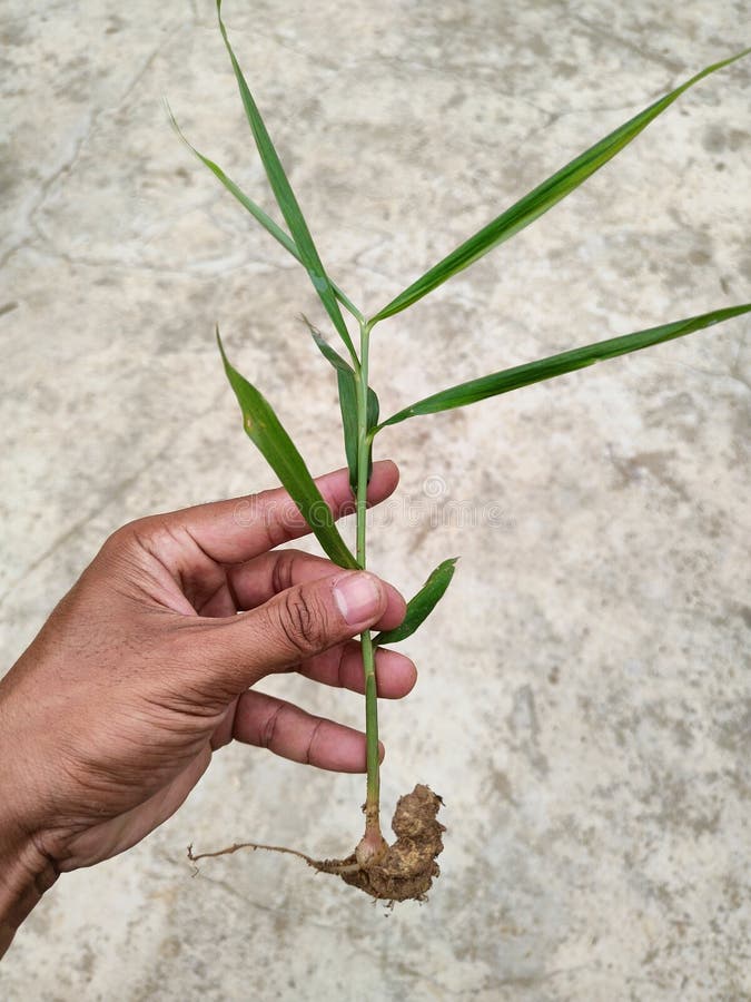 Holding a Small Ginger Tree Stock Image - Image of leaf, tree: 276739237
