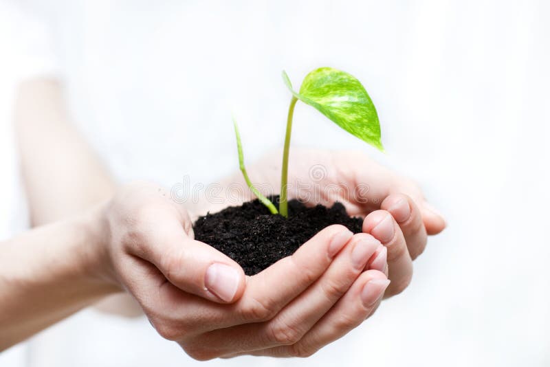 Holding small plant stock image. Image of handful, rise - 12872141