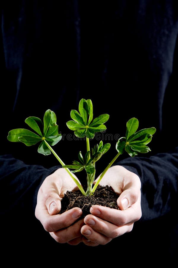 Holding Small Plant Picture. Image: 4643031