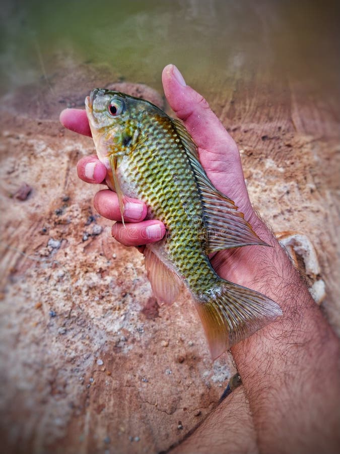 Tilap Stock Photos - Free & Royalty-Free Stock Photos from Dreamstime