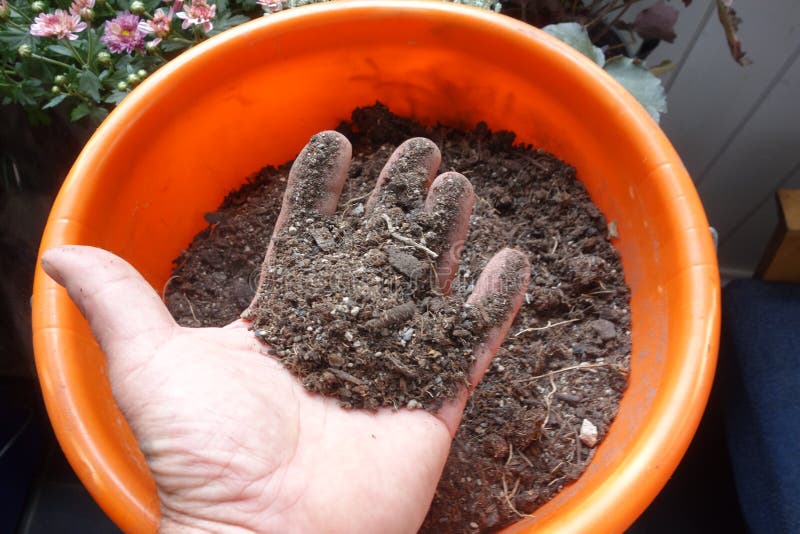 Holding Soil and Humus in Hand Stock Photo - Image of crust, cultivated ...