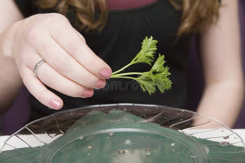 Holding a Spring of Parsley Stock Photo - Image of celebrations, jewish ...