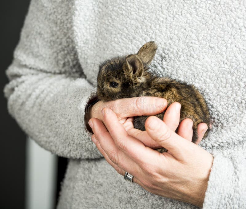 Holding a tiny rabbit. stock image. Image of happiness - 112750845