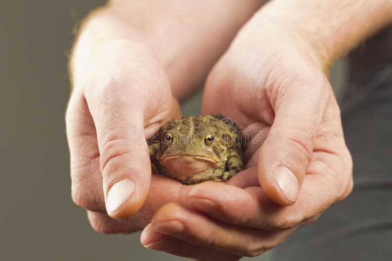 Holding Toad stock image. Image of hands, spots, species - 55905619