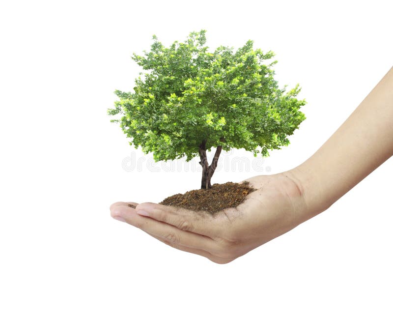 Holding a tree stock photo. Image of seedling, guidance - 43701346
