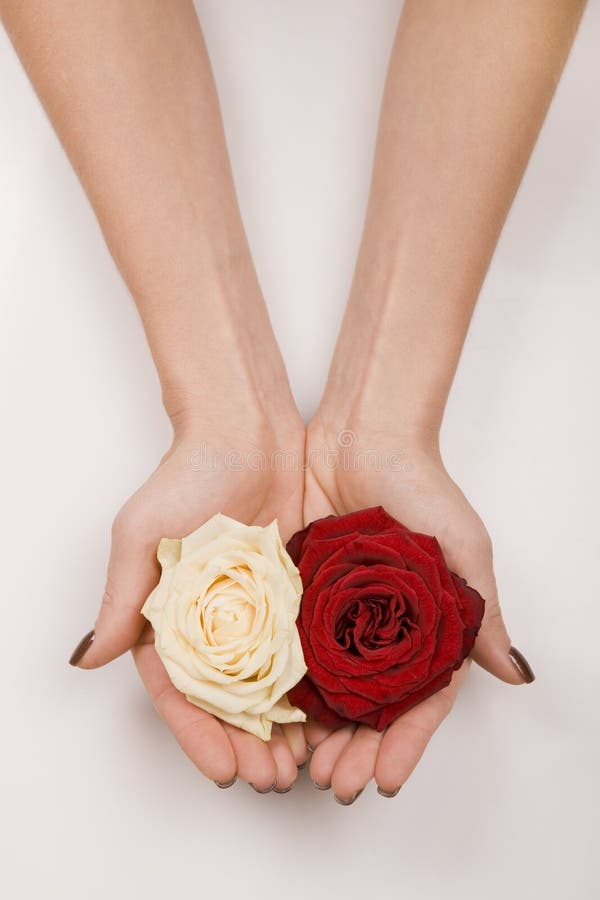 Holding two roses stock photo. Image of person, human - 22390572