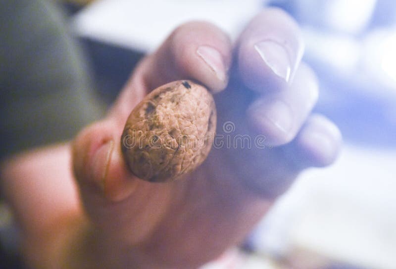 Holding a Walnut with Shell Stock Photo - Image of subject, meal: 197890602