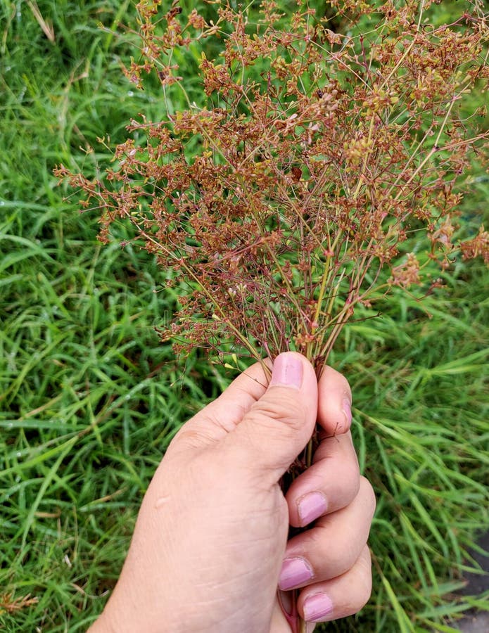 491 Invisible Leaf Photos - Free & Royalty-Free Stock Photos from ...