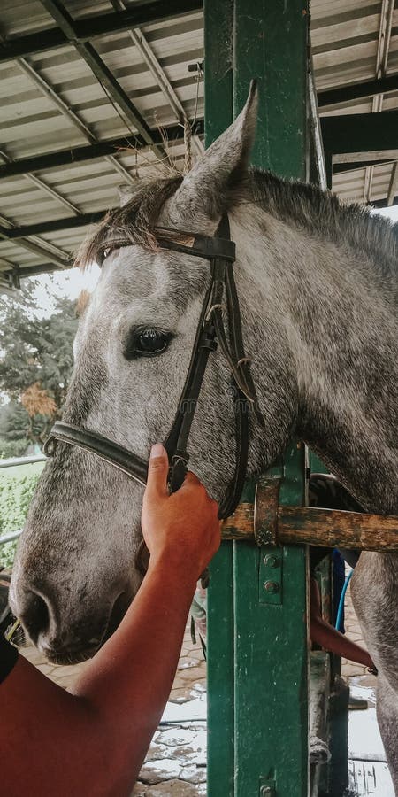 Holding a White Big Handsome Horse Stock Image - Image of holding ...