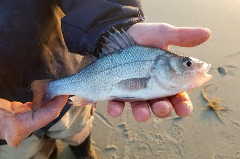 White Perch Sweet and Sour Fish Bites Stock Image - Image of sweet ...