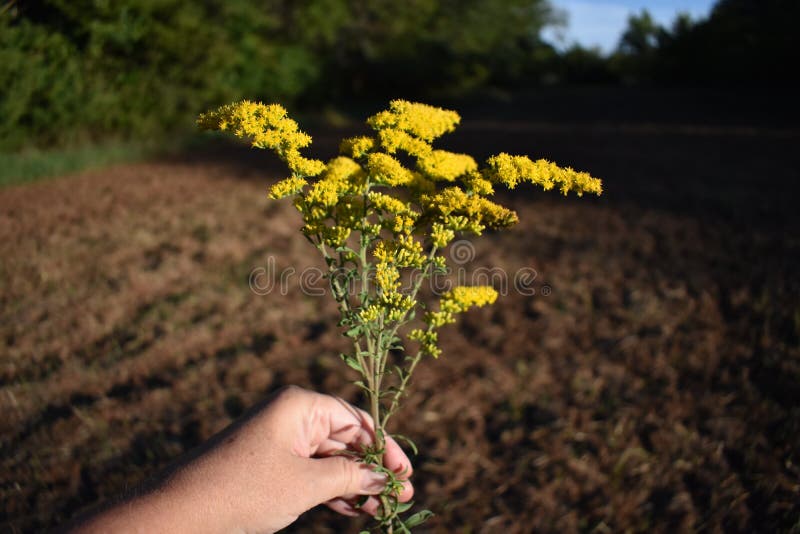 Golden Rod stock image. Image of flower, yellow, golden - 130622257