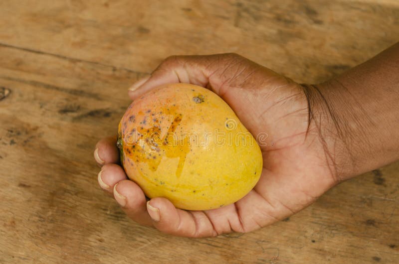 Mango in Hand stock photo. Image of mangoes, mangifera - 150541900