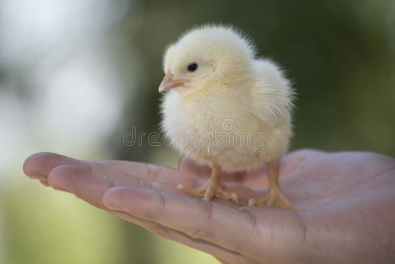 Holding Young Chick in Hand Stock Photo - Image of farmer, land: 184355976