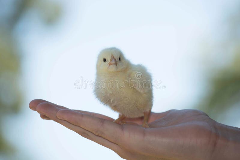 Holding Young Chick in Hand Stock Image - Image of chick, business ...
