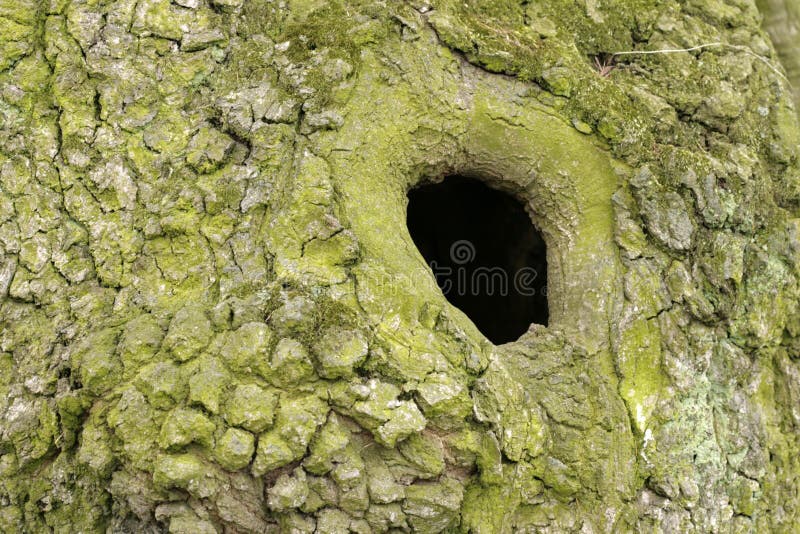 Tree roots stock image. Image of kenya, africa, brown - 9310553