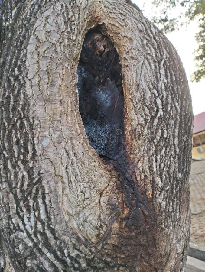 Hole in the Bark of a Tree Close Up. Tree Trunk with Hollow Stock Photo ...