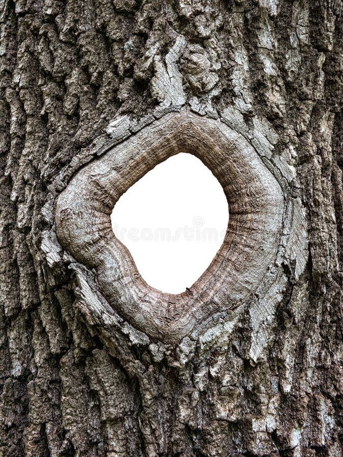 Tree Hole