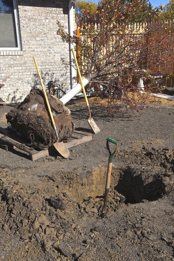Transplanting a Tree with a Portable Mounted Machine Stock Image ...
