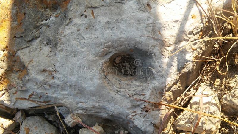 A Hole on a Big Rock Geology Rocks Stock Image - Image of iron, plant ...
