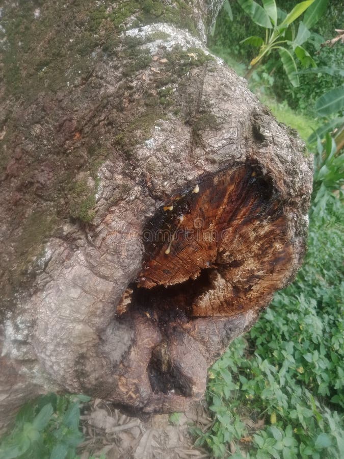 The Hole in the Cut Mango Tree is Brownish between the Milky White Sap ...