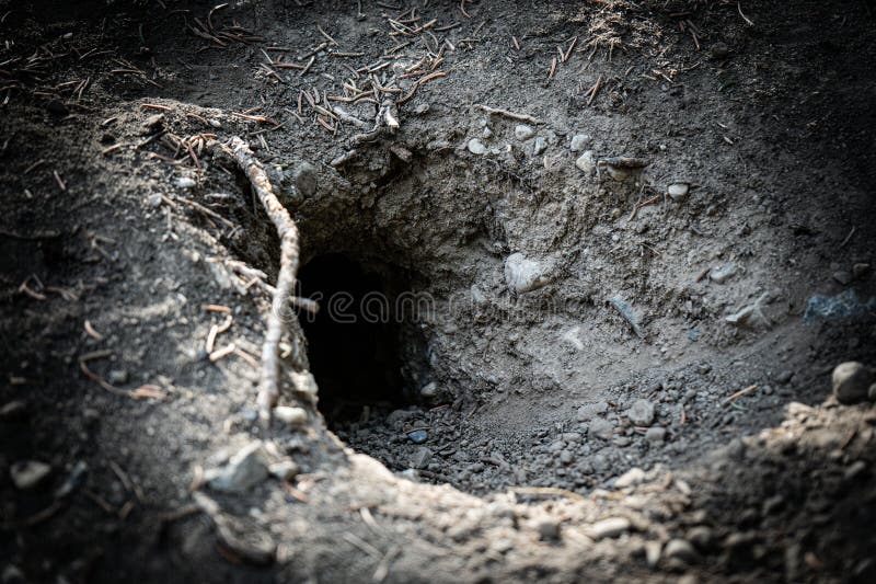 Hole in forest soil stock photo. Image of plant, earthy - 386683964