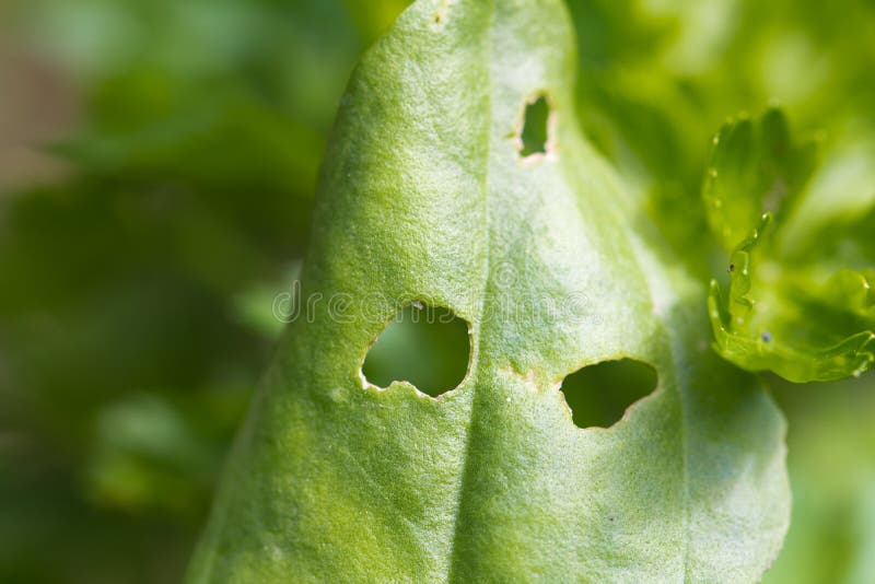 Hole on a green leaf stock photo. Image of damage, varmint - 64430160