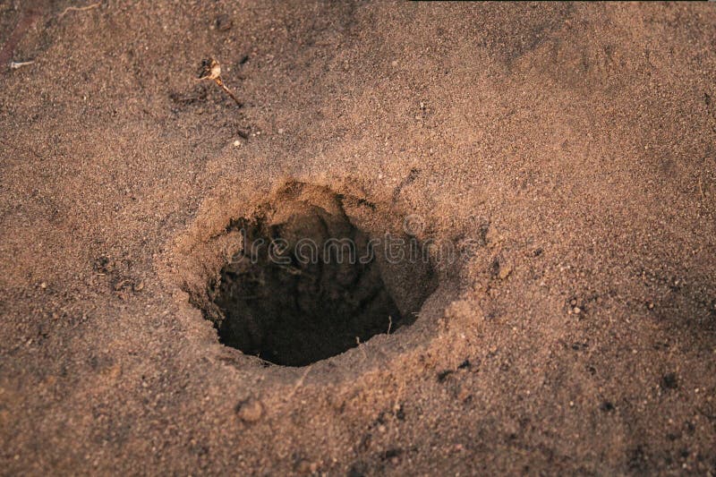 Hole in Ground Caused by Gopher Dirt Sand Texture Background Stock ...