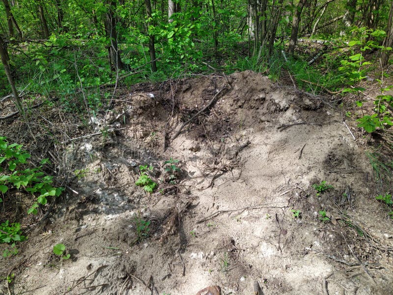 Hole in Ground in Green Forest at Daytime Stock Image - Image of forest ...