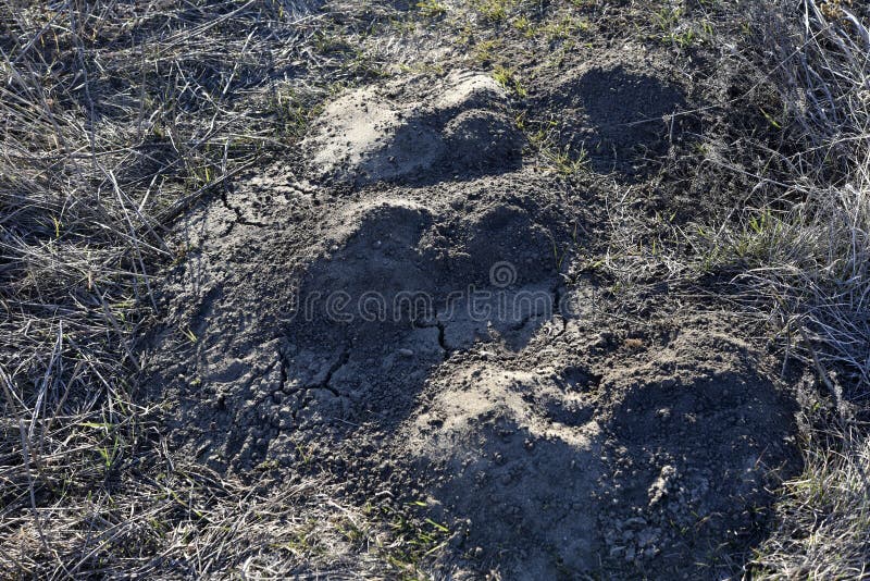 A Hole in the Ground. Groundhog Burrow in the Field Stock Image - Image ...