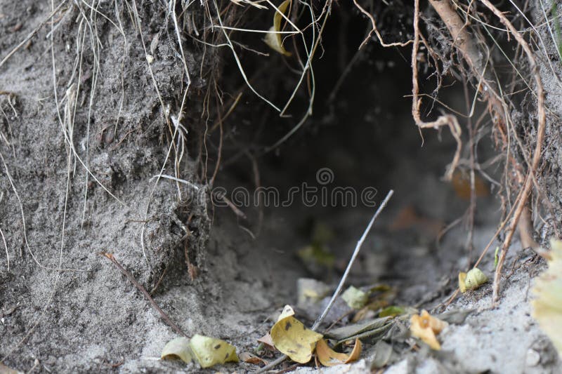 The Hole in the Ground with a Tree in the Form of a Hole Stock Image ...