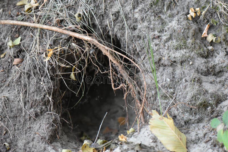 The Hole in the Ground with a Tree in the Form of a Hole Stock Photo ...