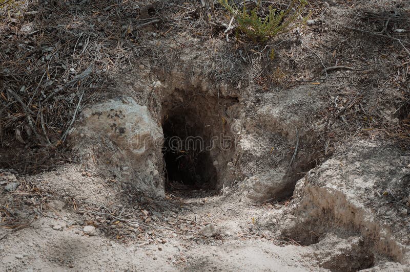 Rabbits at burrow stock photo. Image of baby, babies - 33399882