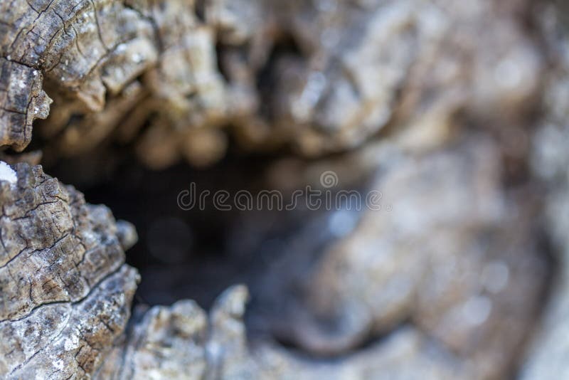 Hole inside tree trunk stock photo. Image of wild, hole - 121294926