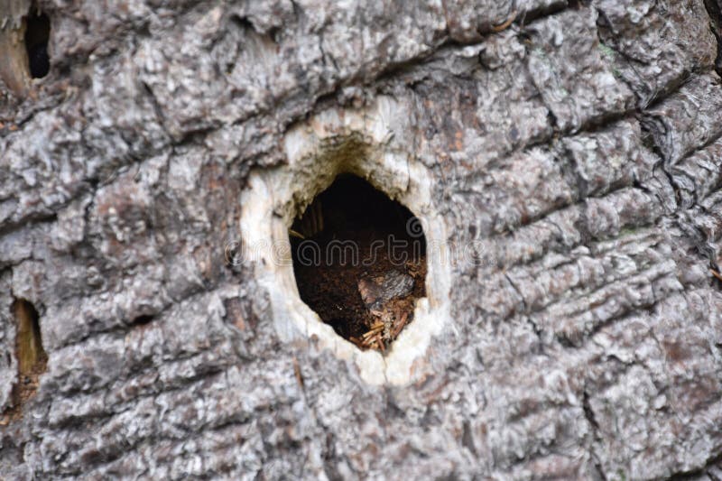 Hole Made by a Woodpecker in the Tree Bark Stock Image - Image of ...