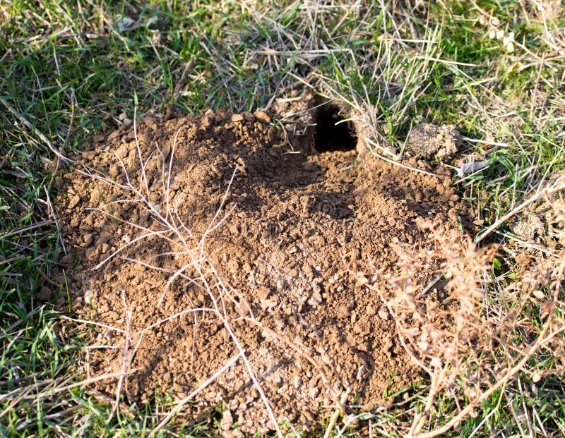 Mole in ground stock photo. Image of mole, grass, macro - 21961388