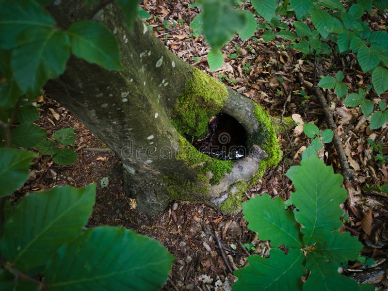 A Hole in a Moss-covered Hornbeam Tree Filled with Rainwater in a ...