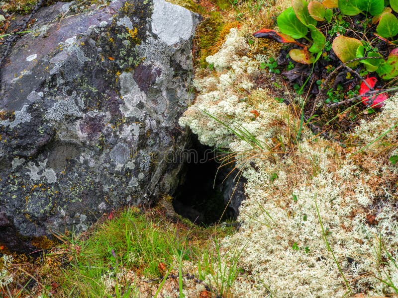 A Hole between Moss and Stone in the Forest in Spring Stock Image ...