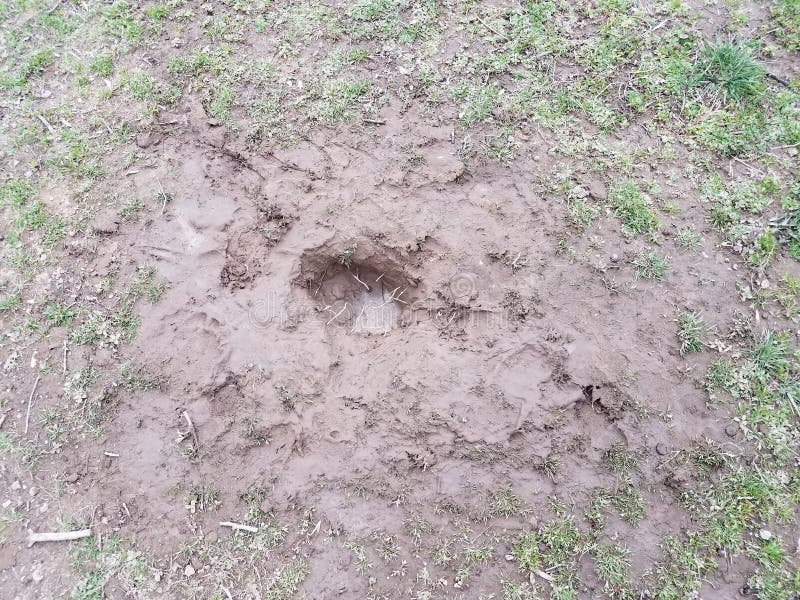 Hole with Muddy Water and Mud and Grass Stock Photo - Image of outdoor ...