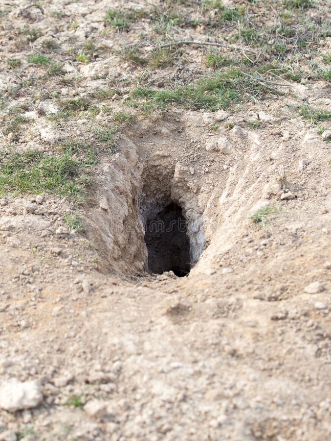 Hole on the Nature of the Beast Stock Image - Image of brown, insect ...