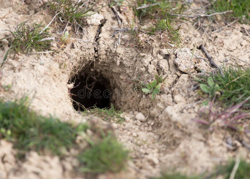 Hole on the Nature of the Beast Stock Photo - Image of form, burrow ...
